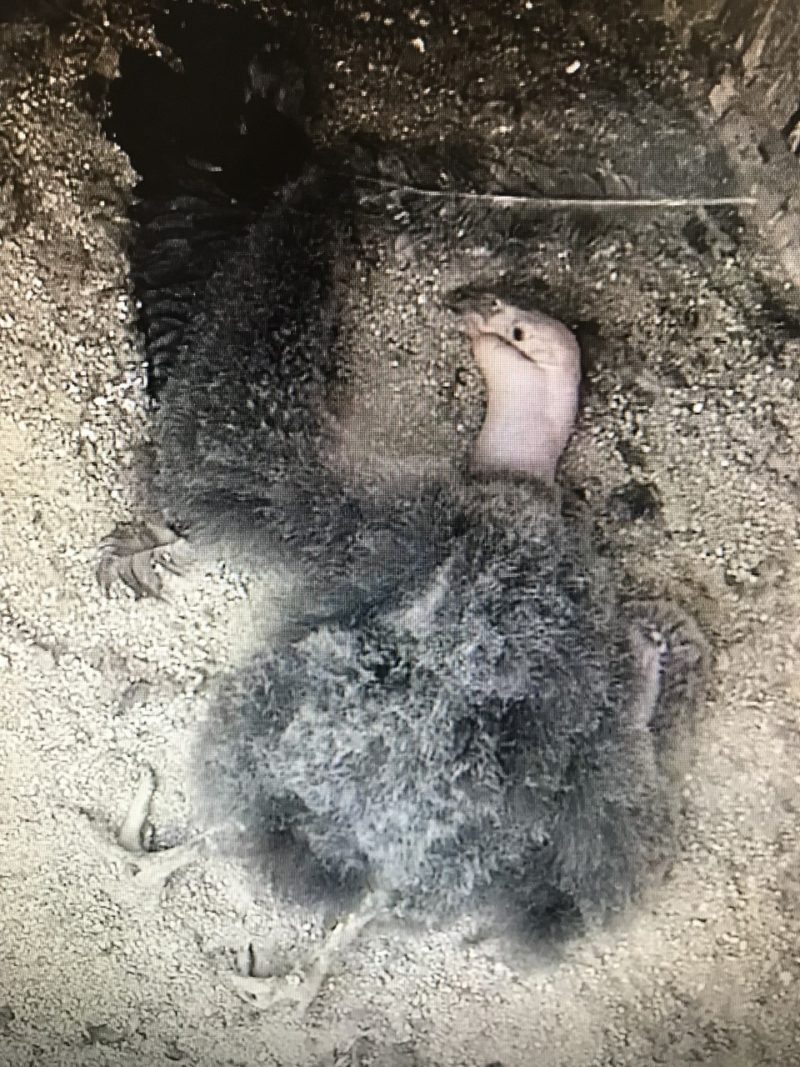 Luhui’s Big Reveal – San Diego Zoo Wildlife Alliance Stories