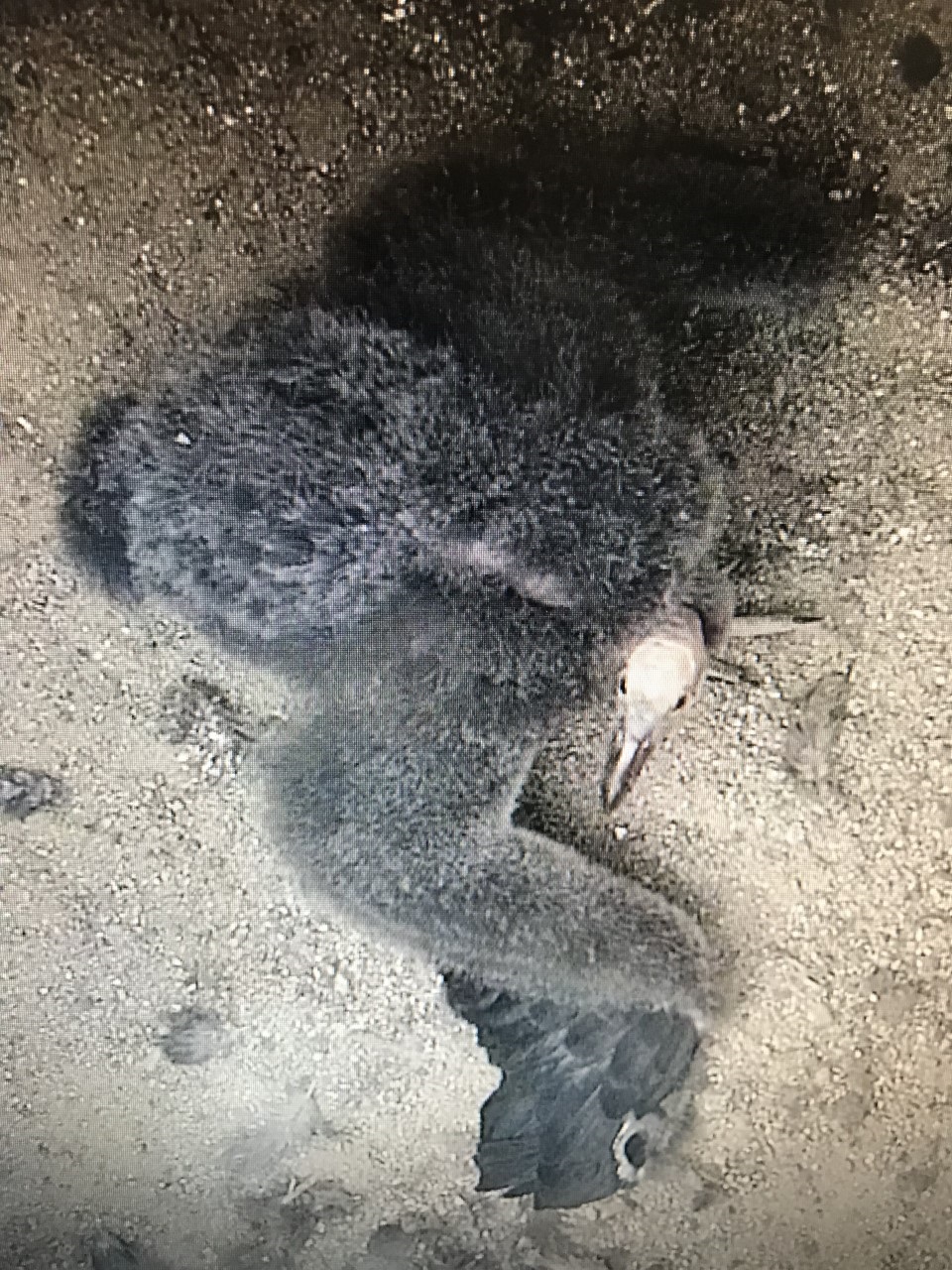 Luhui’s Big Reveal – San Diego Zoo Wildlife Alliance Stories