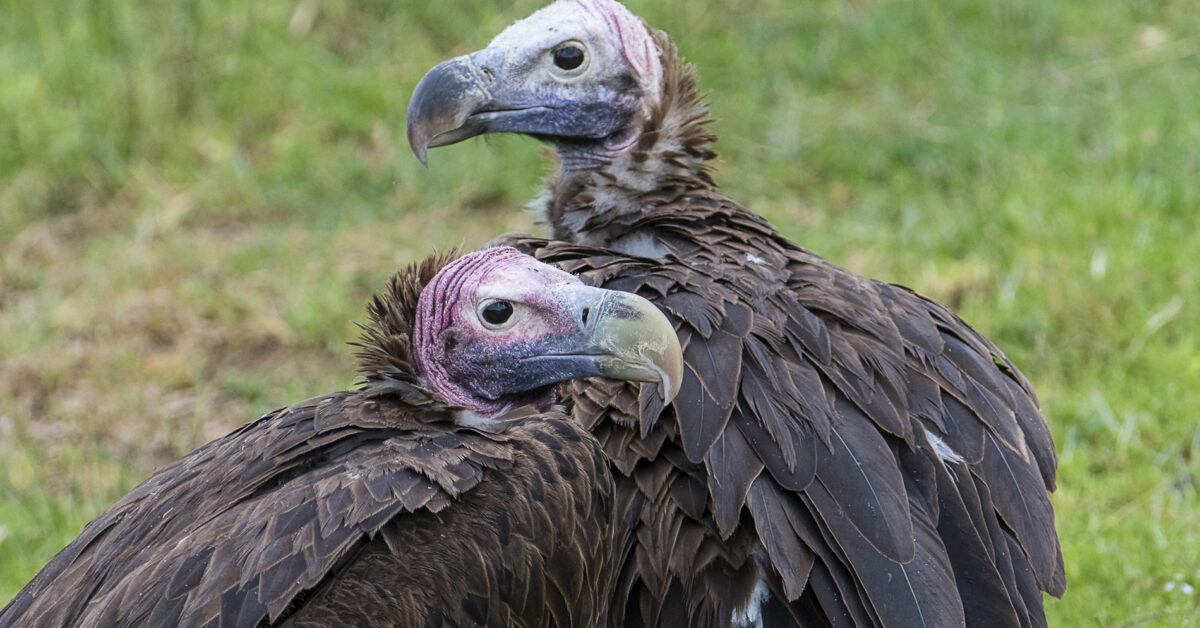 Welcome, Lappet-faced Vultures! – San Diego Zoo Wildlife Alliance Stories