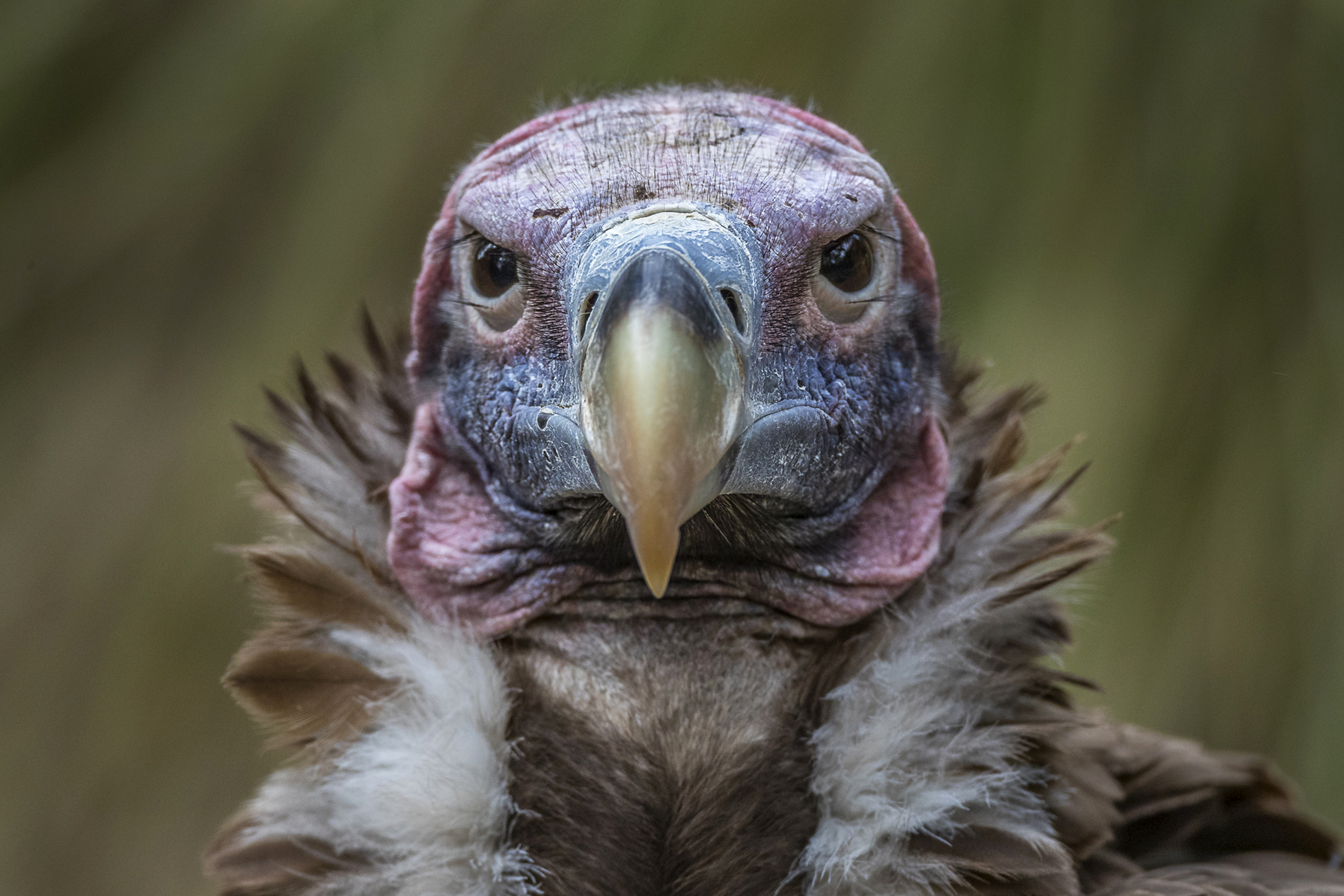 Welcome, Lappet-faced Vultures! – San Diego Zoo Wildlife Alliance Stories