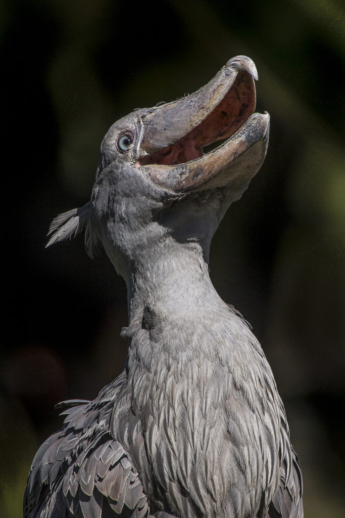 7 Revealing Facts about Shoebills – San Diego Zoo Wildlife Alliance Stories