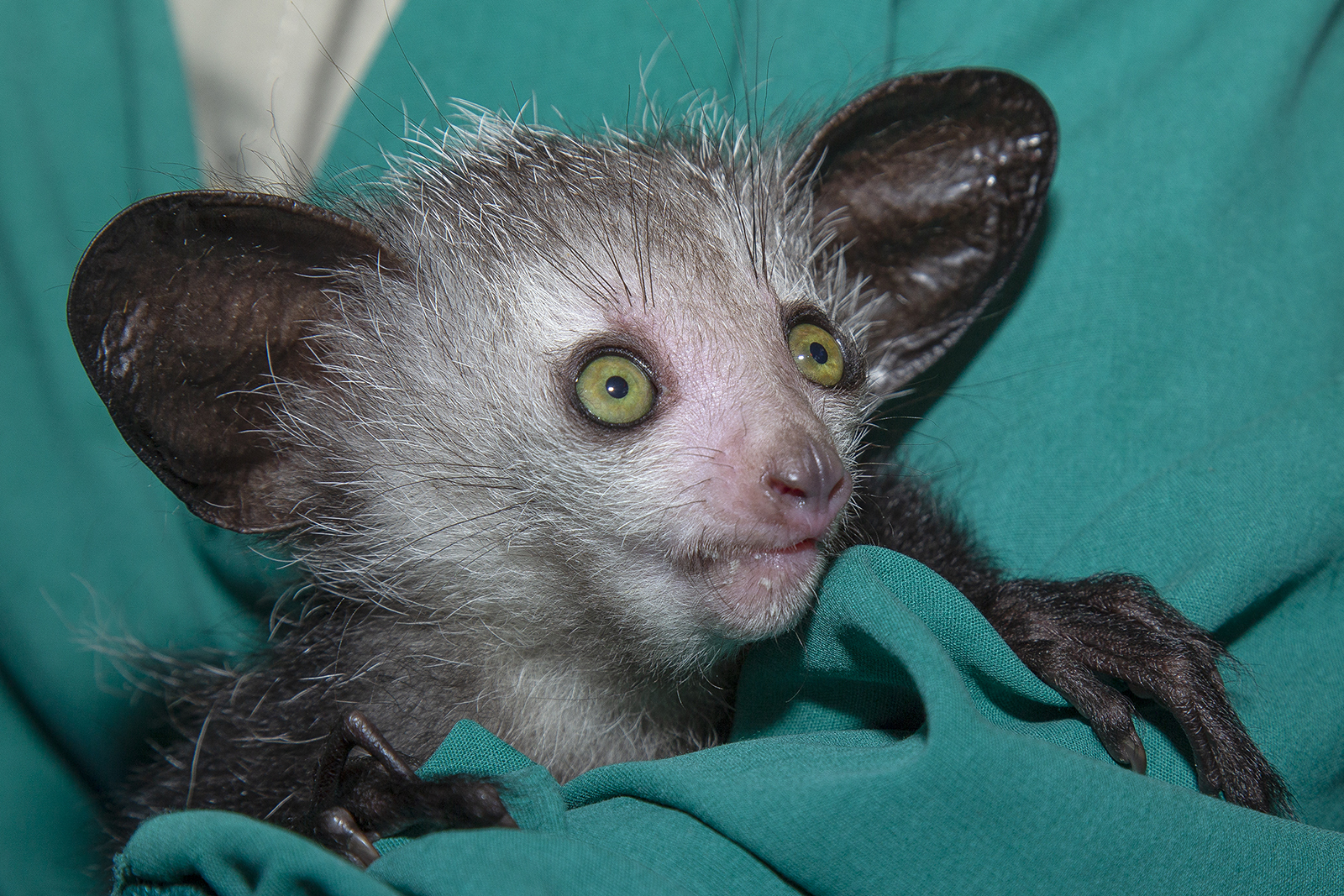 An Aye-aye Addition – San Diego Zoo Wildlife Alliance Stories