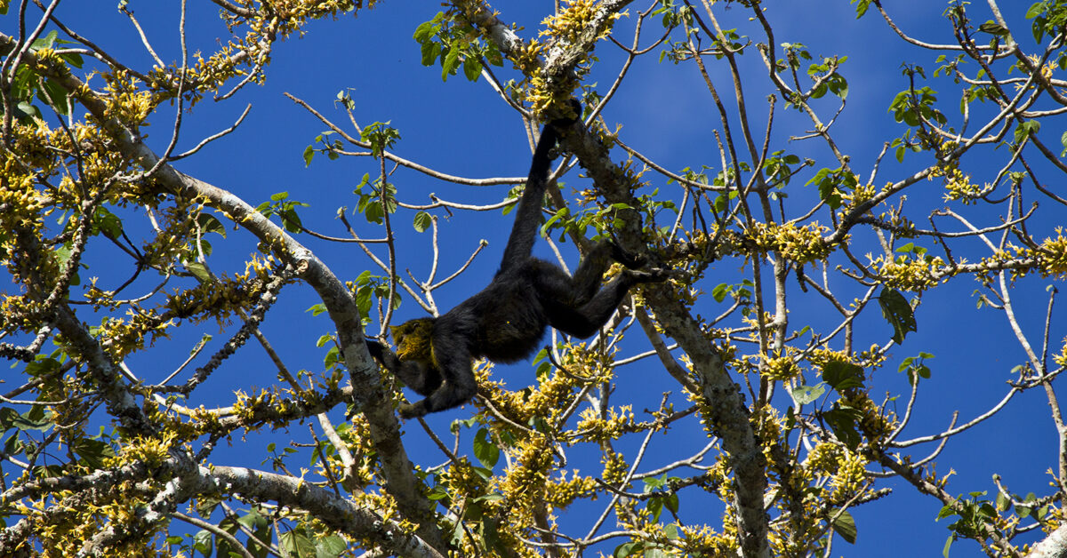 Getting to the Bottom of Animal Tails – San Diego Zoo Wildlife Alliance ...