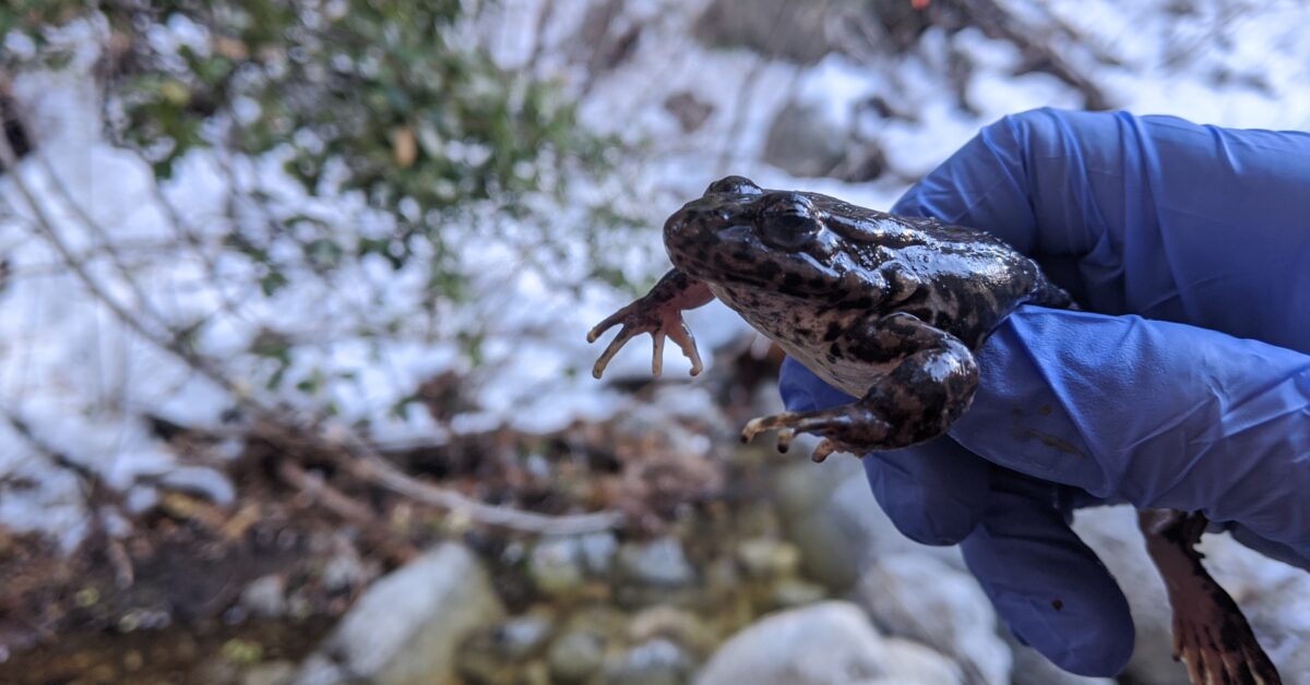 Frog Tracking – San Diego Zoo Wildlife Alliance Stories