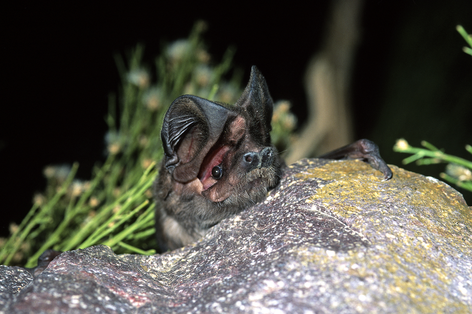 What’s in Your Backyard? – San Diego Zoo Wildlife Alliance Stories