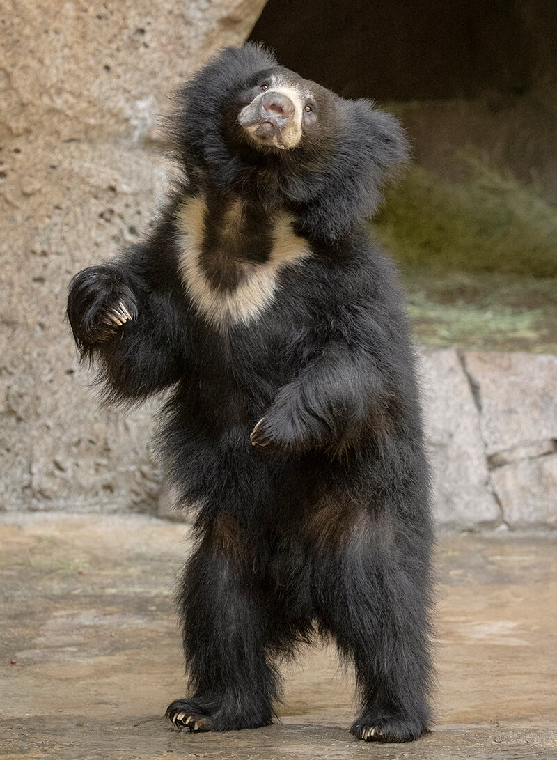 Two Much Fun – San Diego Zoo Wildlife Alliance Stories
