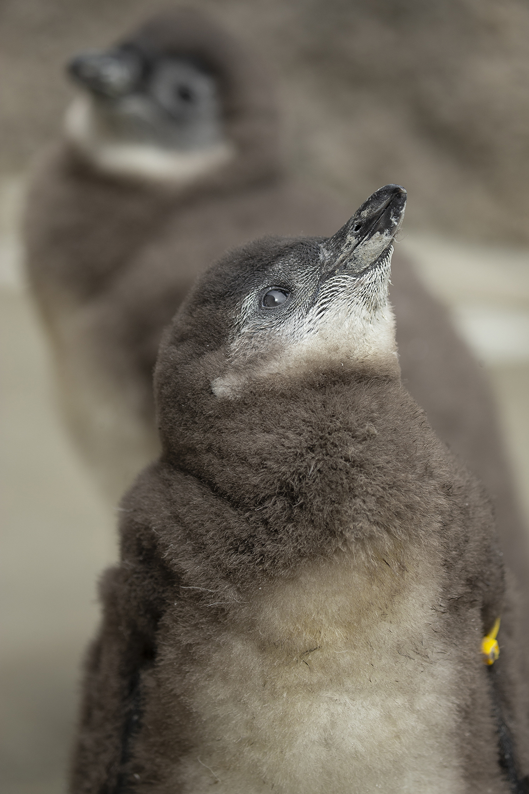 The Hatch of 2020 – San Diego Zoo Wildlife Alliance Stories