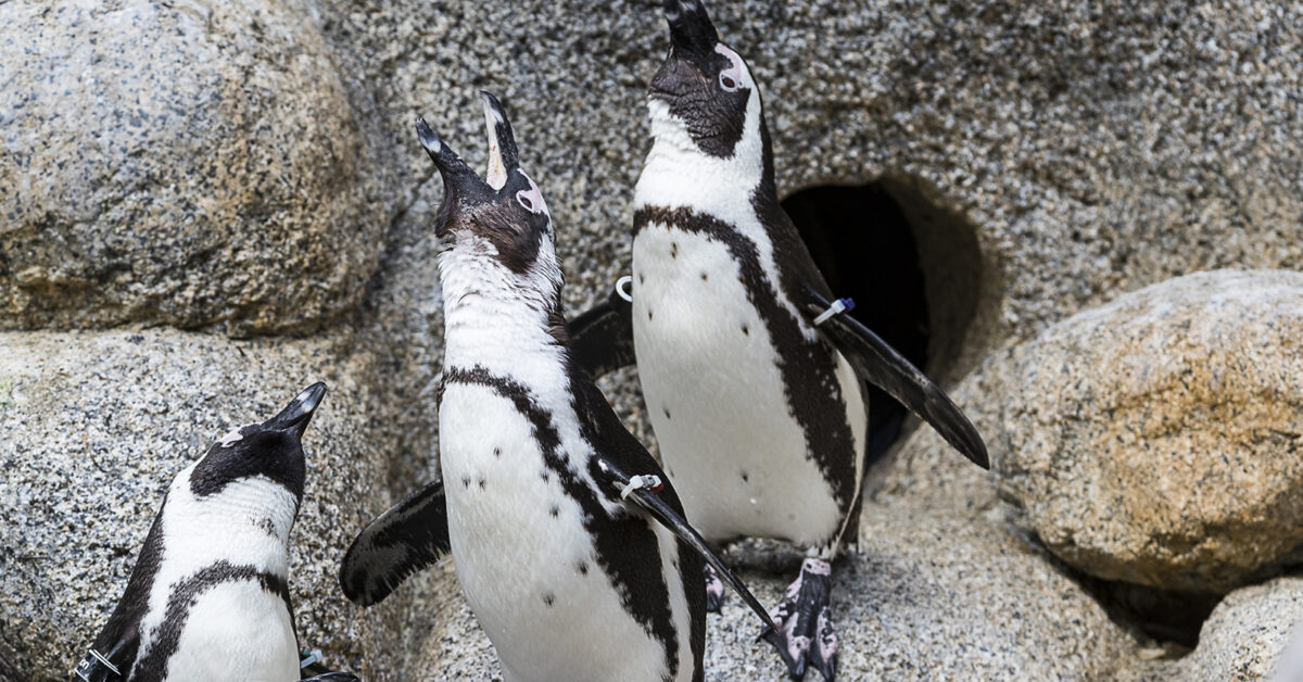 Penguins: The Coolest Birds – San Diego Zoo Wildlife Alliance Stories