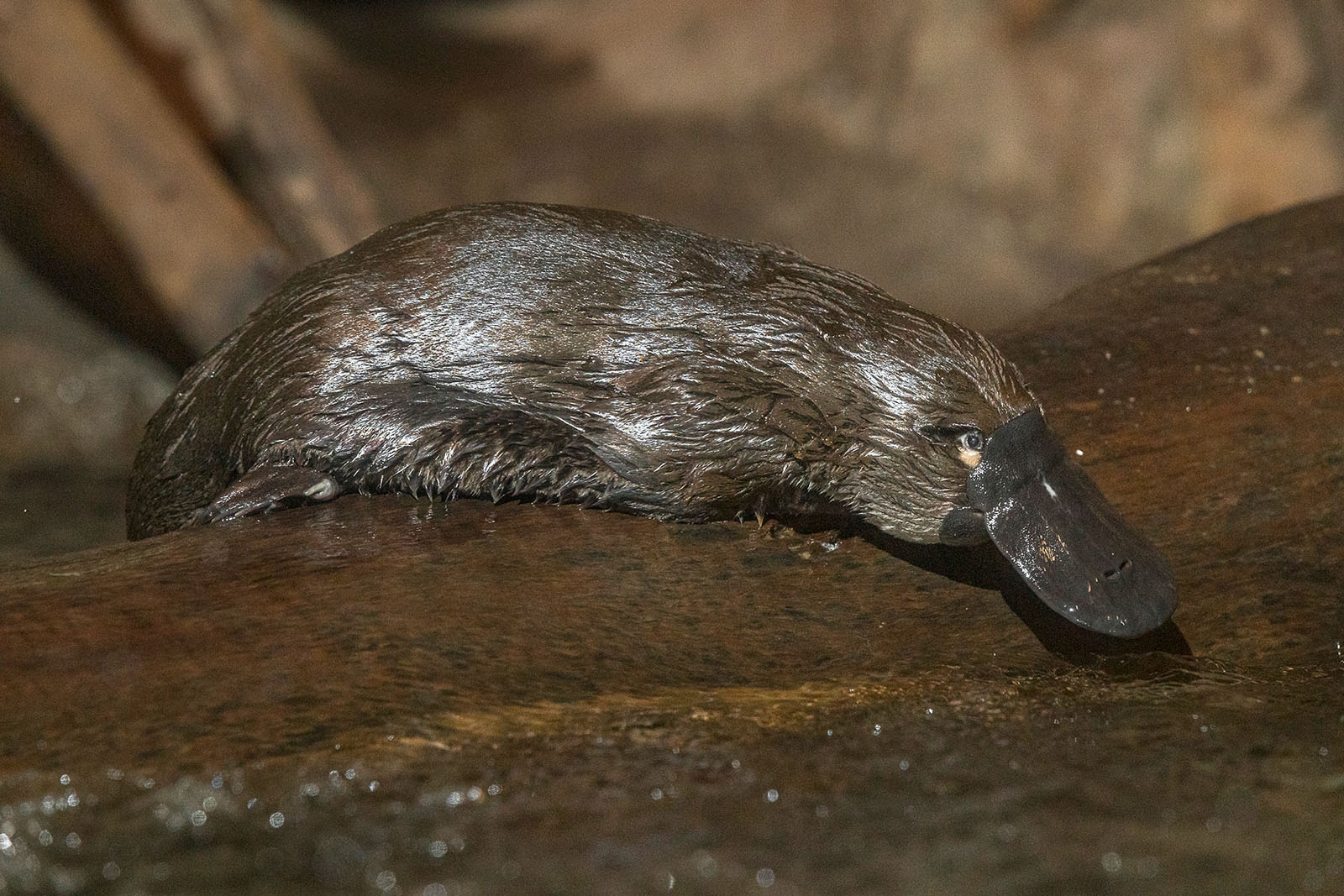 San Diego Zoo Safari Park Launches New Platypus Cam Presented by… – San ...