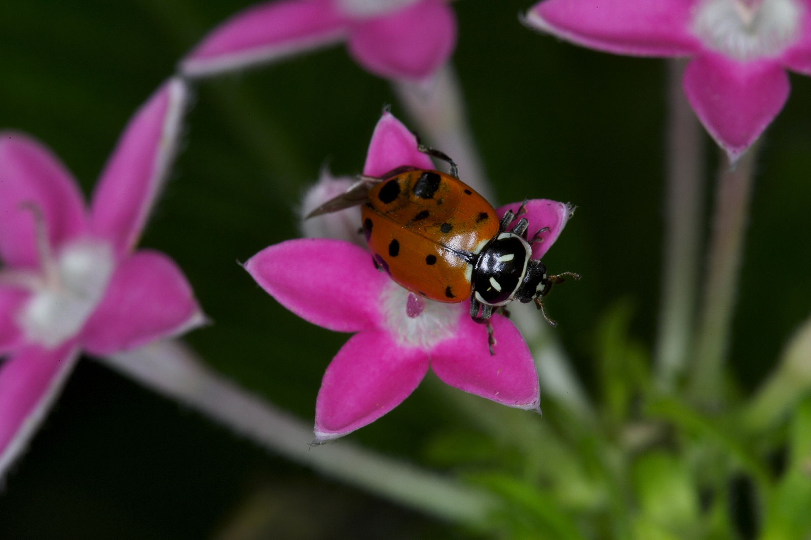 Ladybug, Ladybug – San Diego Zoo Wildlife Alliance Stories