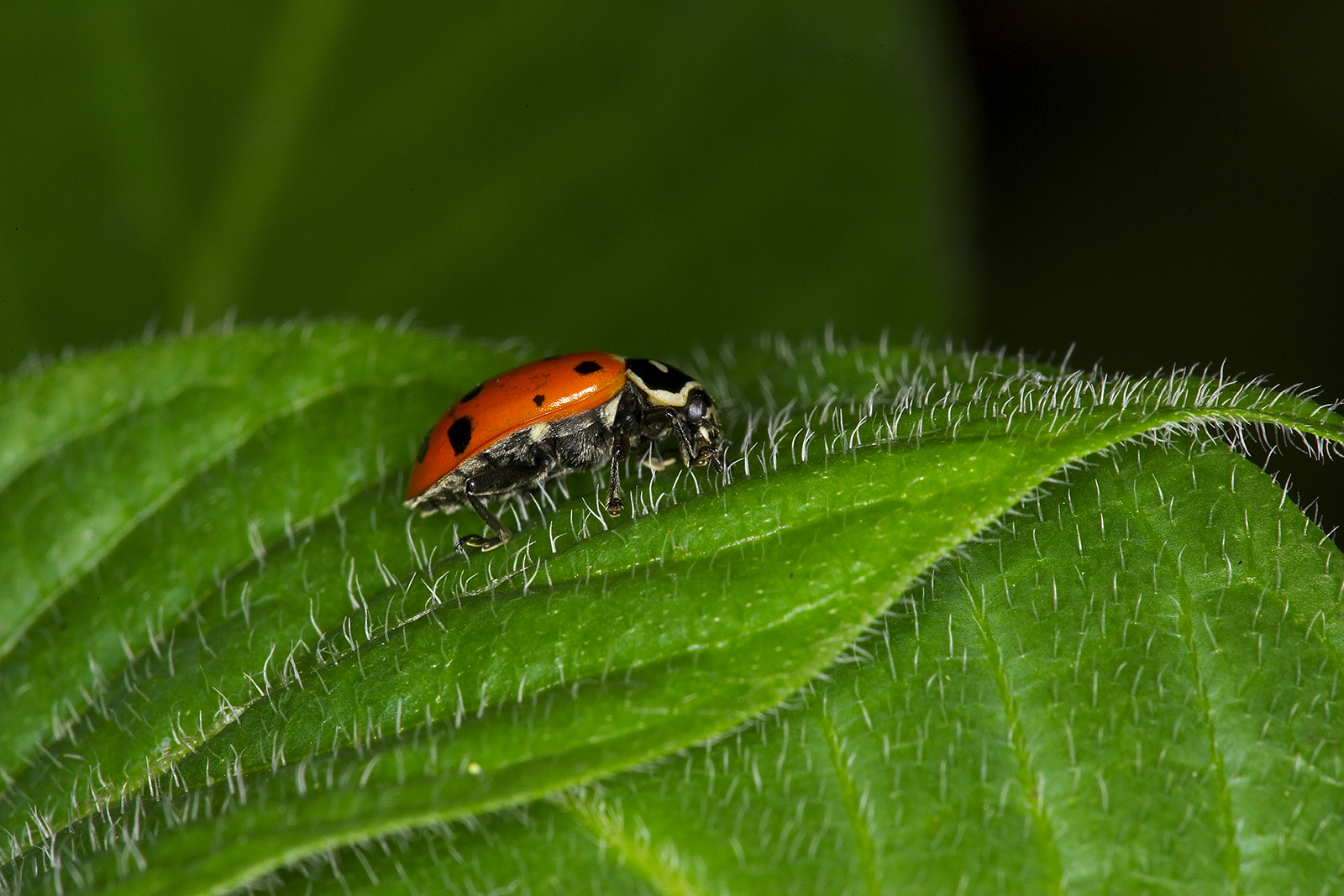 Ladybug, Ladybug – San Diego Zoo Wildlife Alliance Stories