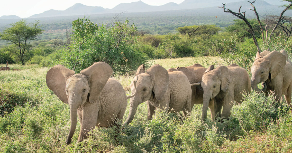 Hope Prevails – San Diego Zoo Wildlife Alliance Stories