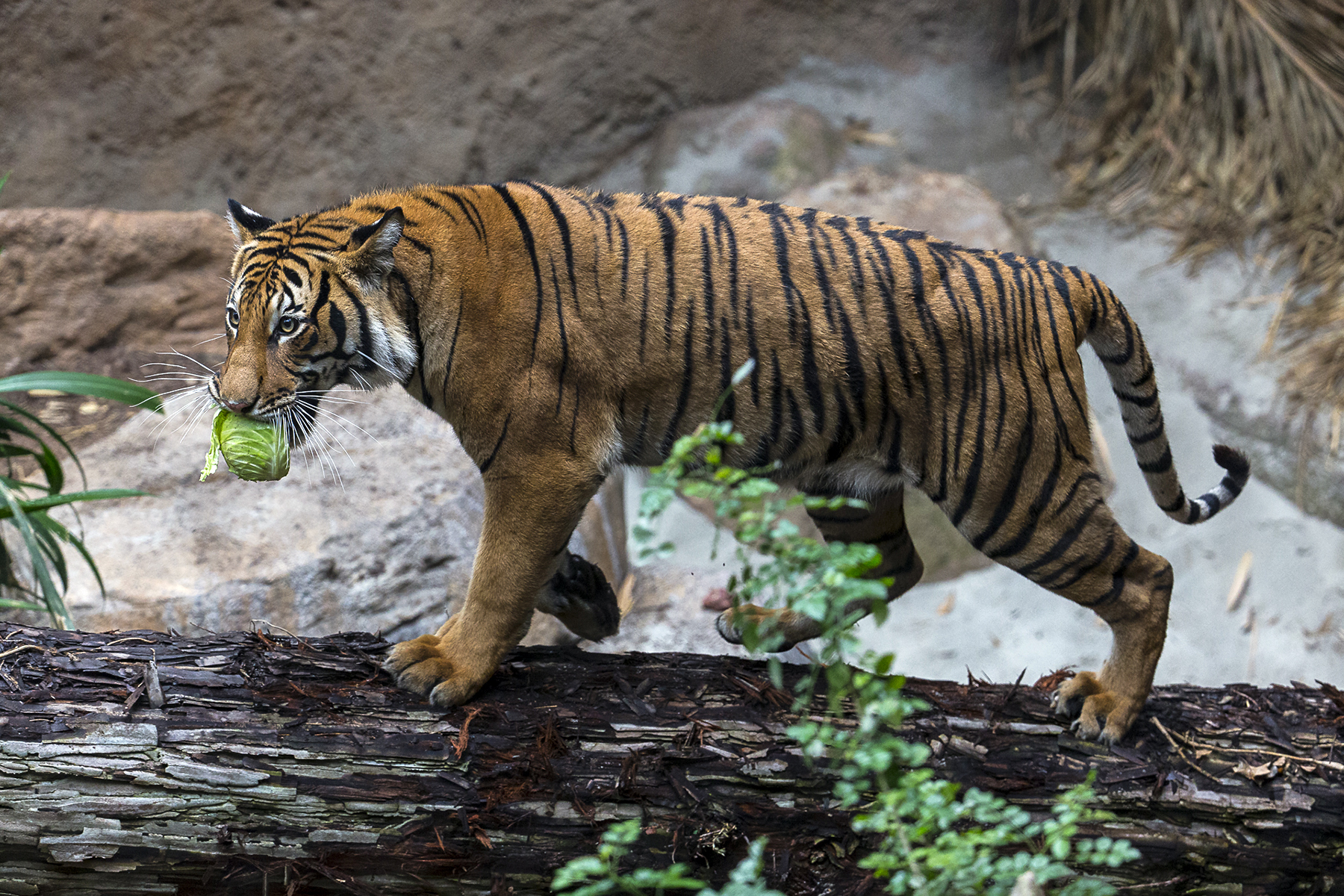Tiger, Tiger (Part I) – San Diego Zoo Wildlife Alliance Stories