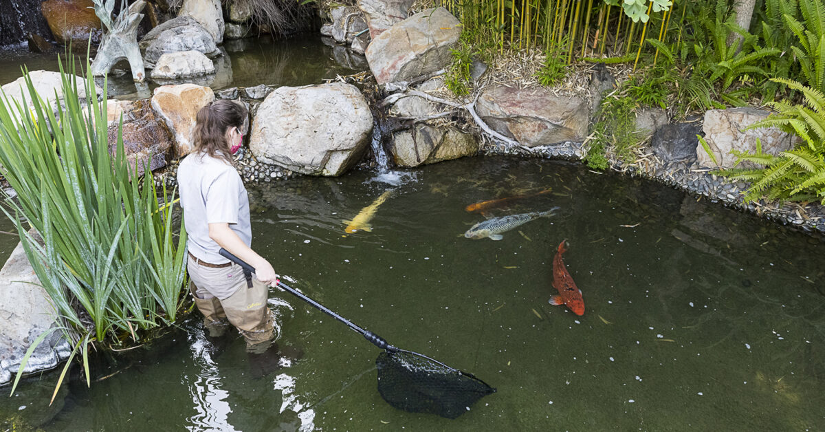 Koi Surgery Goes Swimmingly – San Diego Zoo Wildlife Alliance Stories