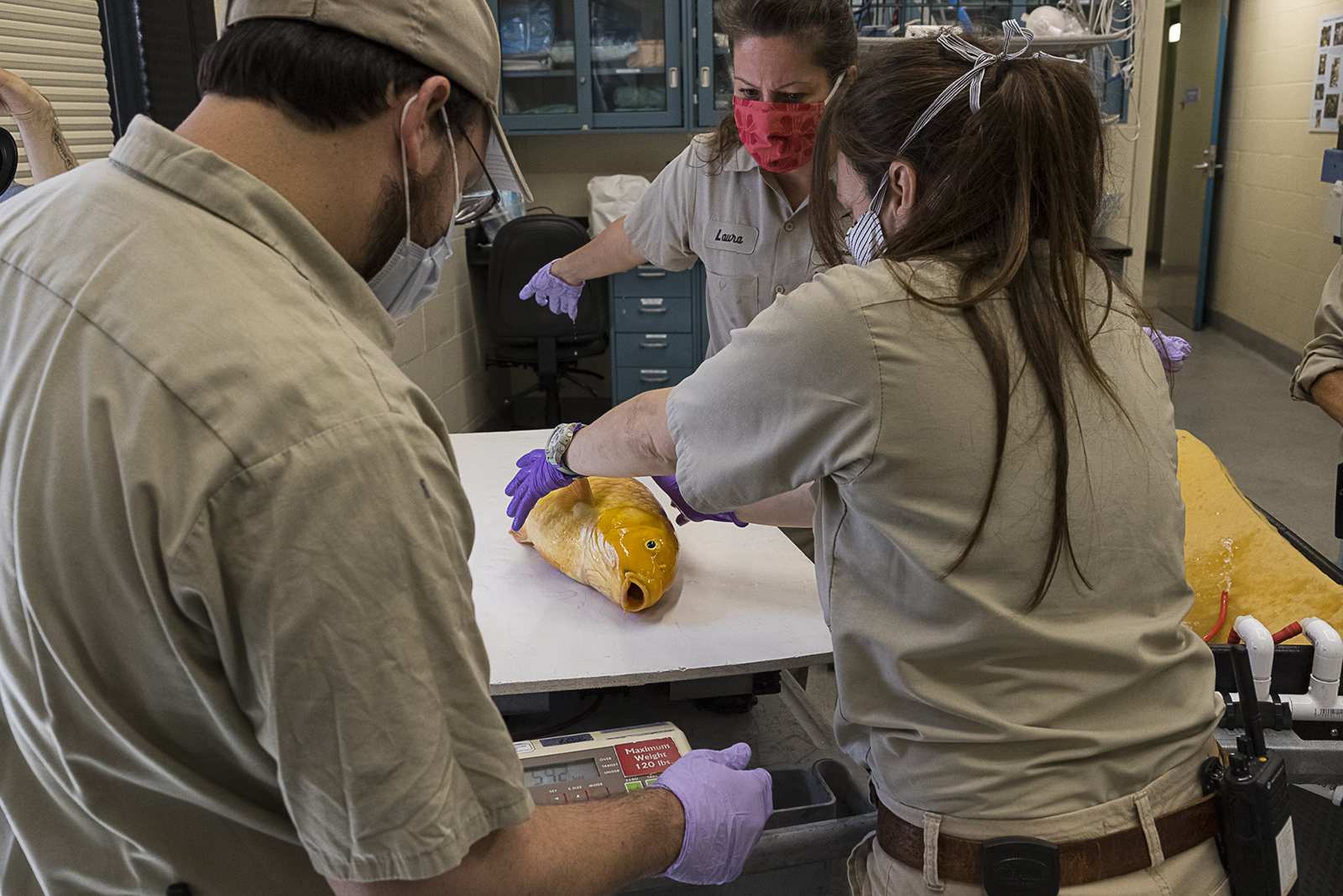 Koi Surgery Goes Swimmingly – San Diego Zoo Wildlife Alliance Stories