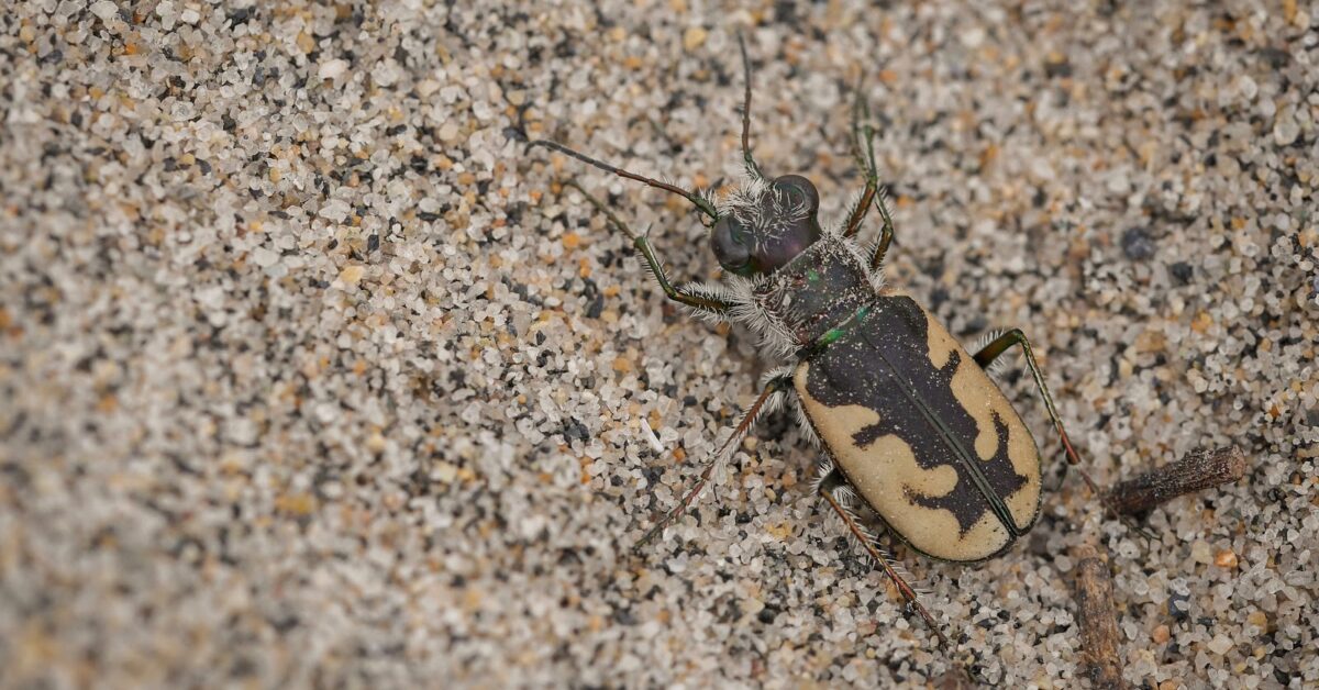 Tiger beetles: Pint-sized Beach Predators – San Diego Zoo Wildlife ...