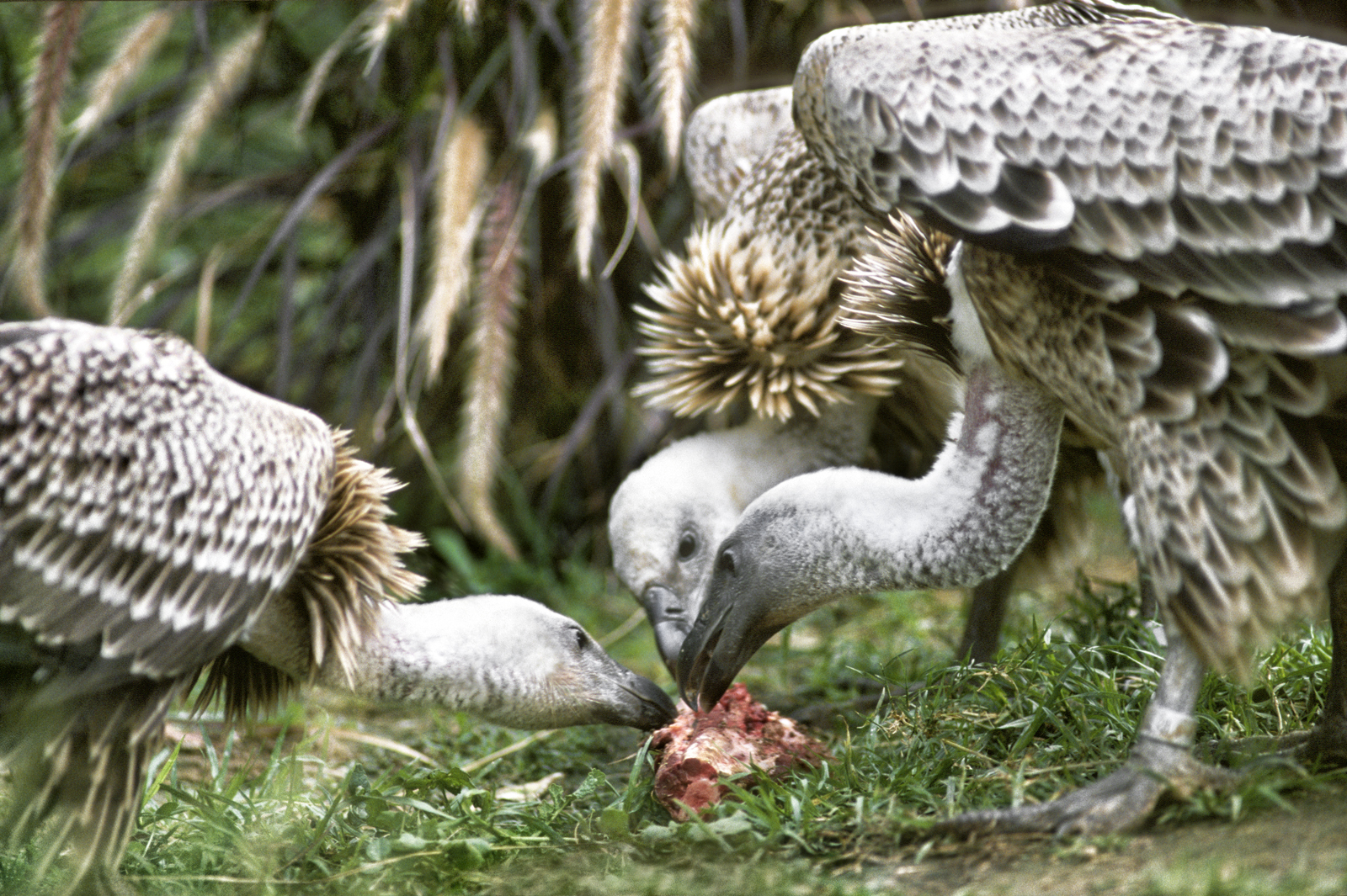 Vultures: The Gastronic Marvel – San Diego Zoo Wildlife Alliance Stories