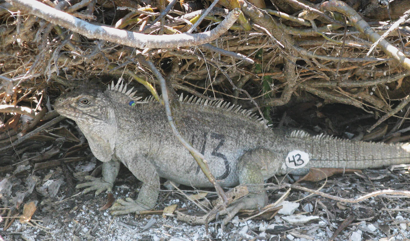 Making a Comeback – San Diego Zoo Wildlife Alliance Stories