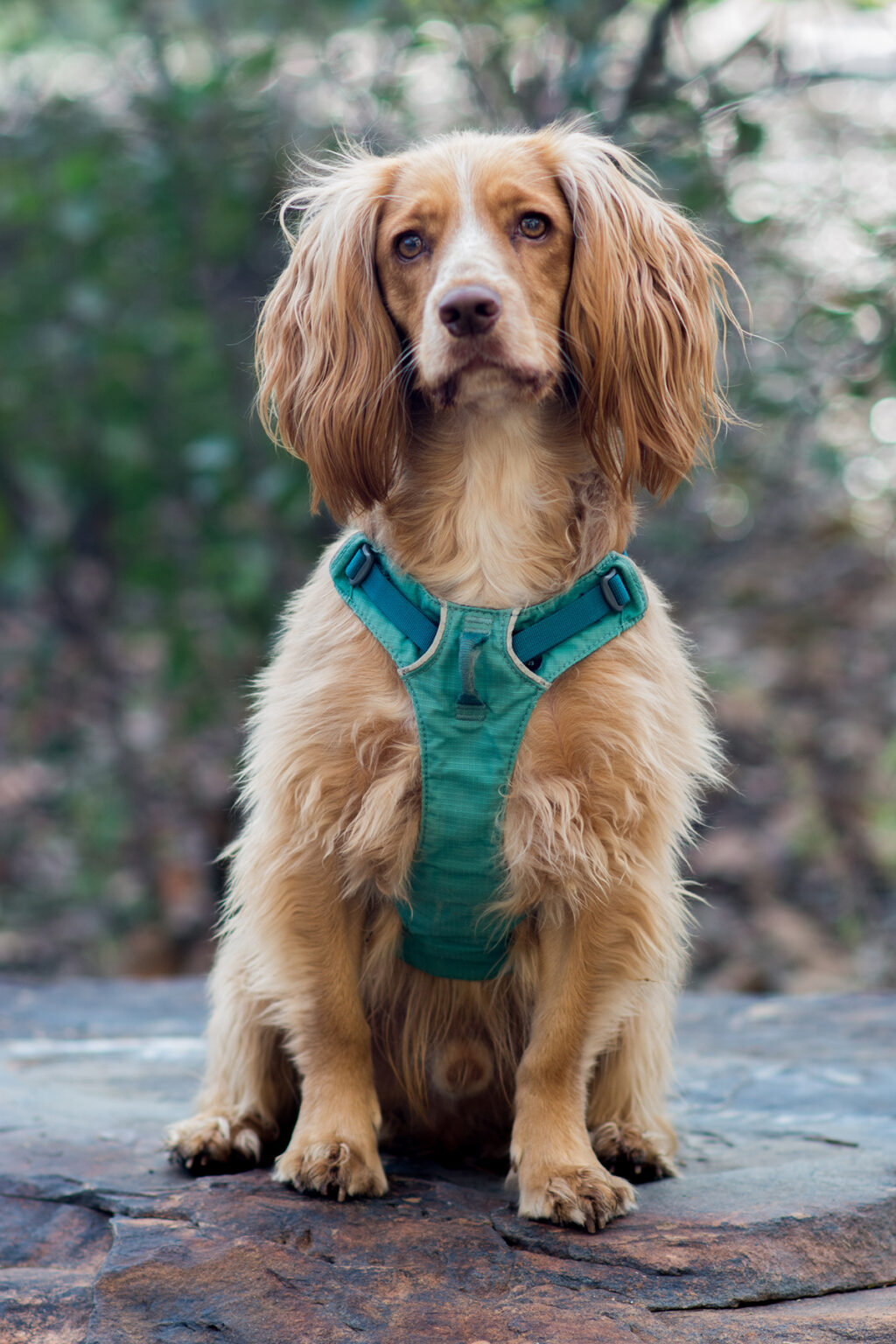 Meet the Frog Dogs – San Diego Zoo Wildlife Alliance Stories