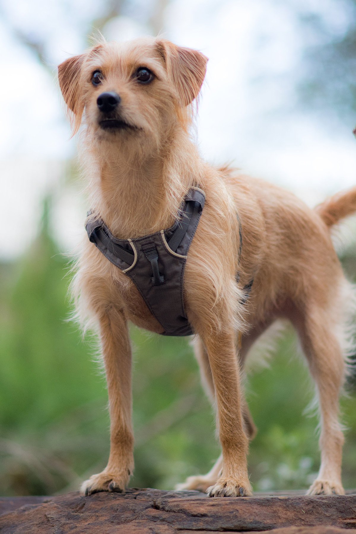 Meet the Frog Dogs – San Diego Zoo Wildlife Alliance Stories