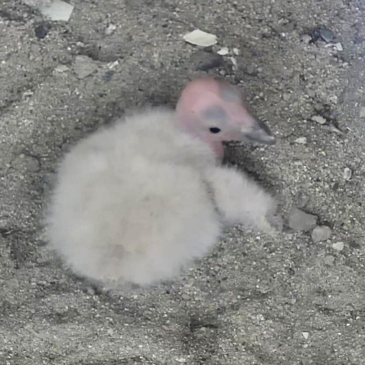 Here Come the Condor Chicks of 2023! – San Diego Zoo Wildlife Alliance ...